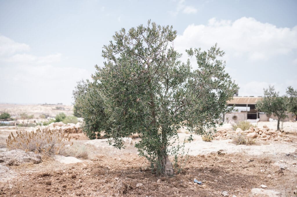 Fresh eyes: "Systematic oppression of Palestinians is evident in every ...